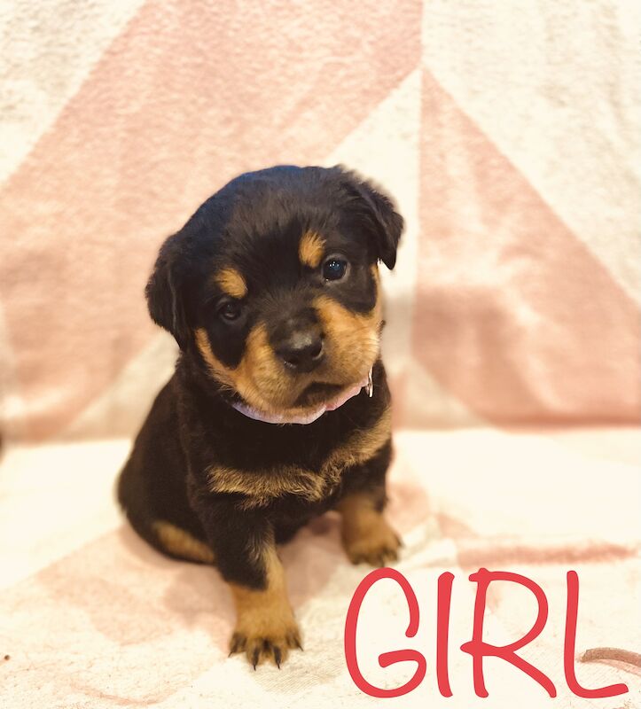 Stunning Chunky Rottweilers - Rottweiler Puppies For Sale in Sevenoaks ...