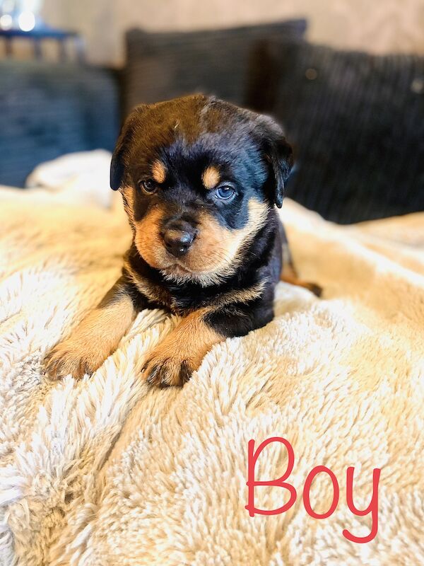 Stunning Chunky Rottweilers - Rottweiler Puppies For Sale in Sevenoaks ...