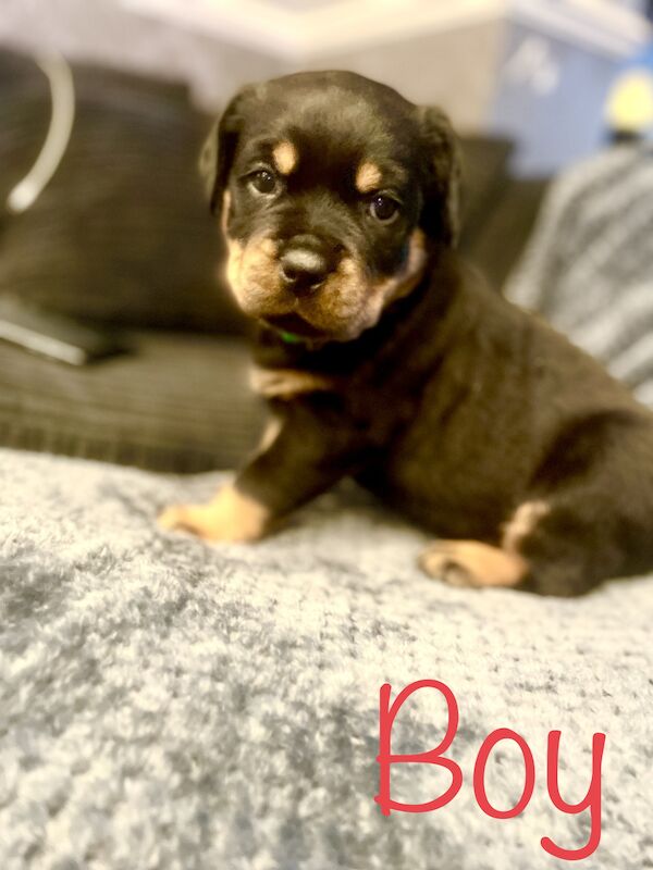 Stunning Chunky Rottweilers - Rottweiler Puppies For Sale in Sevenoaks ...