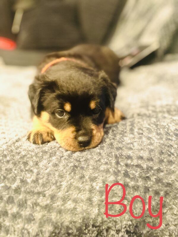 Stunning Chunky Rottweilers - Rottweiler Puppies For Sale in Sevenoaks ...