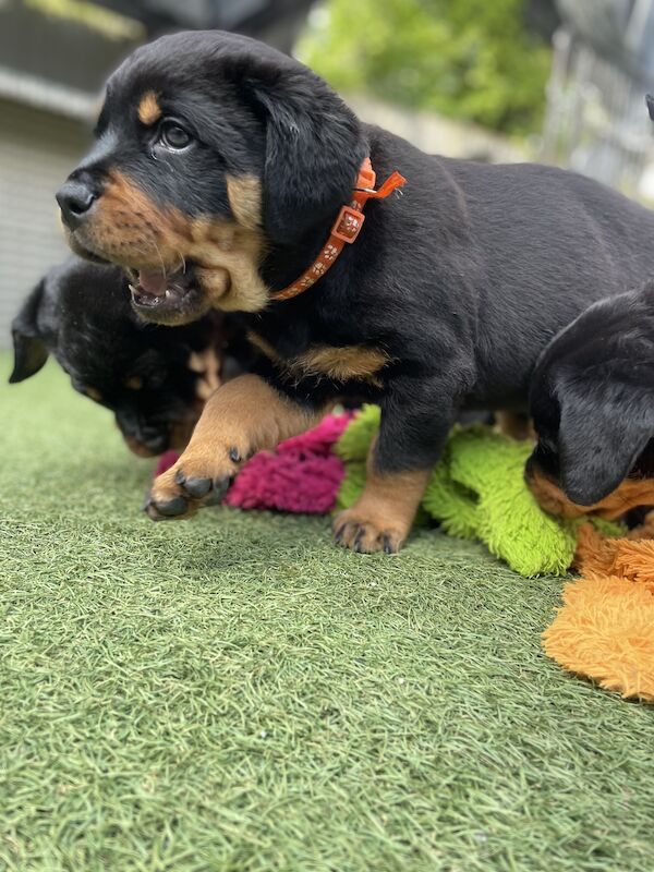 Stunning Chunky Rottweilers - Rottweiler Puppies For Sale in Sevenoaks ...