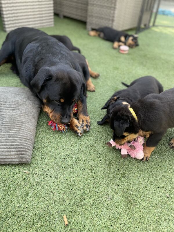 Stunning Chunky Rottweilers - Rottweiler Puppies For Sale in Sevenoaks ...