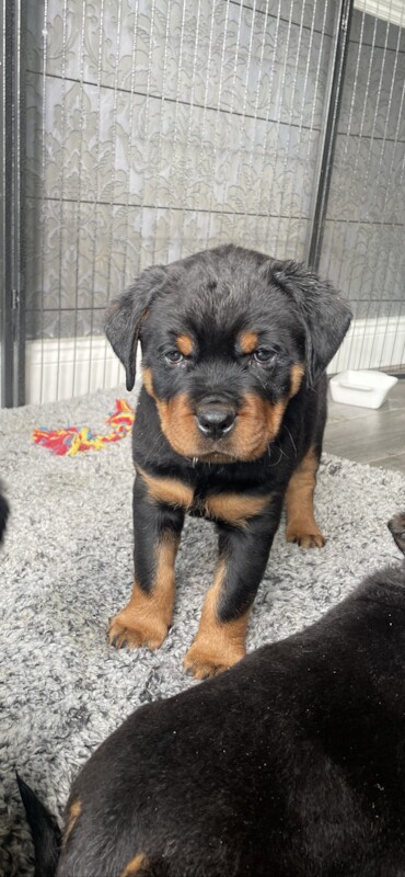 Stunning Chunky Rottweilers - Rottweiler Puppies For Sale in Sevenoaks ...
