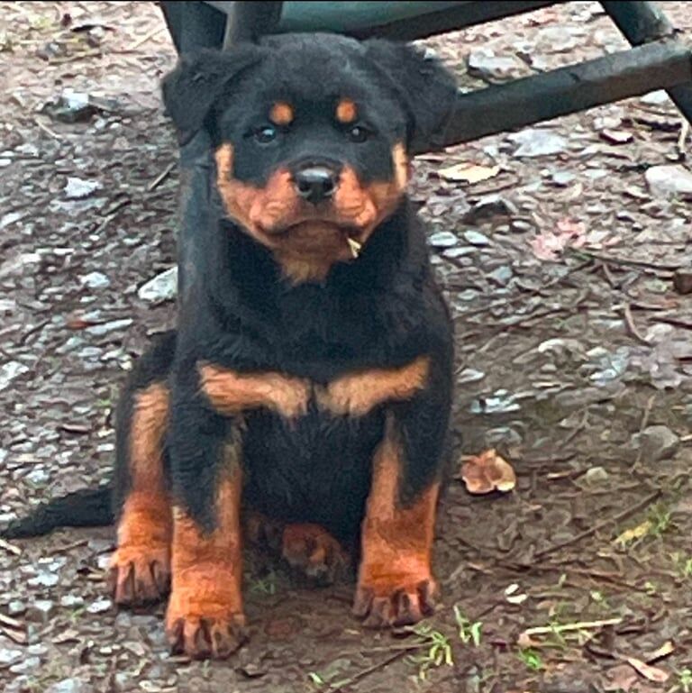 Rottweiler Puppies For Sale | Rottweiler Owners