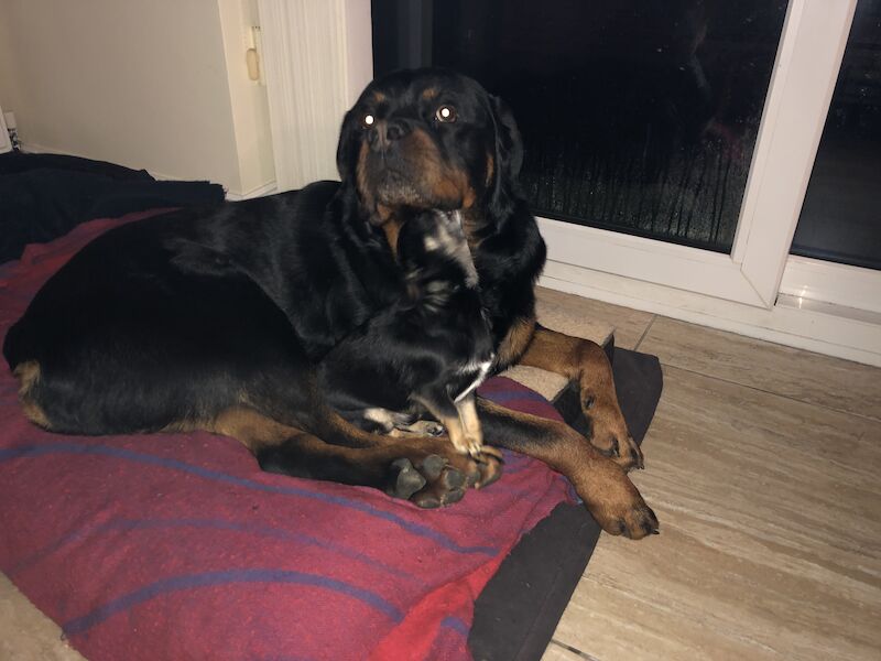 Lovely Chunky Rottweiler Puppies For Sale in Biggin Hill, Bromley ...