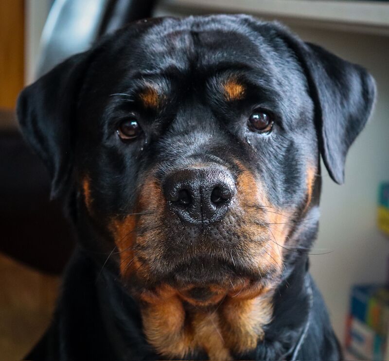 Great Natured Parents, First Class Start To Life - Rottweiler Puppies ...