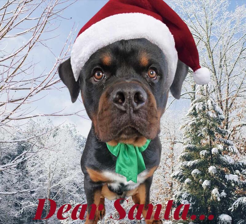 Rottweiler Puppy's Ready For There Forever Homes Now. For Sale in ...